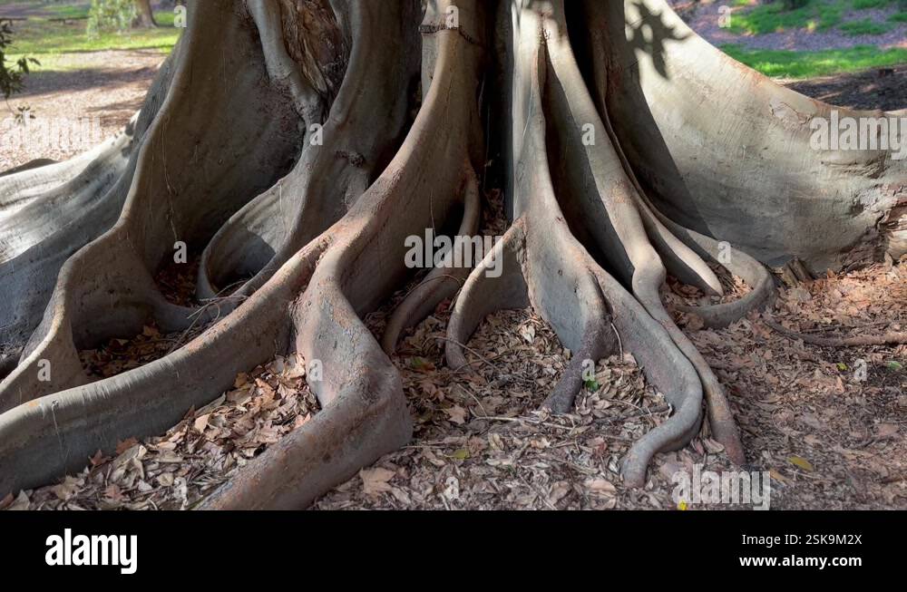 Moreton Bay tree roots in shadows in autumn, Perth Western Australia ...