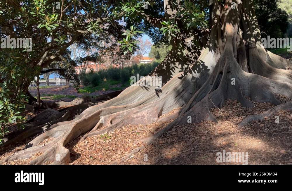 Moreton Bay tree roots in speckled sunlight autumn, Perth Western ...