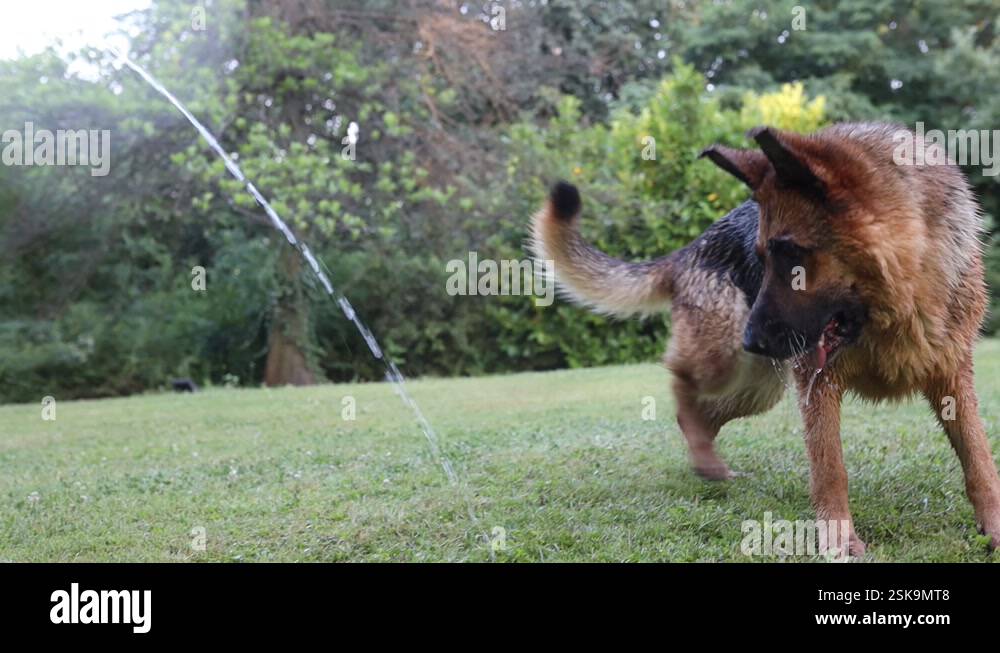 Cinematic slow motion shot of a sheperd dog trying to catch the water ...