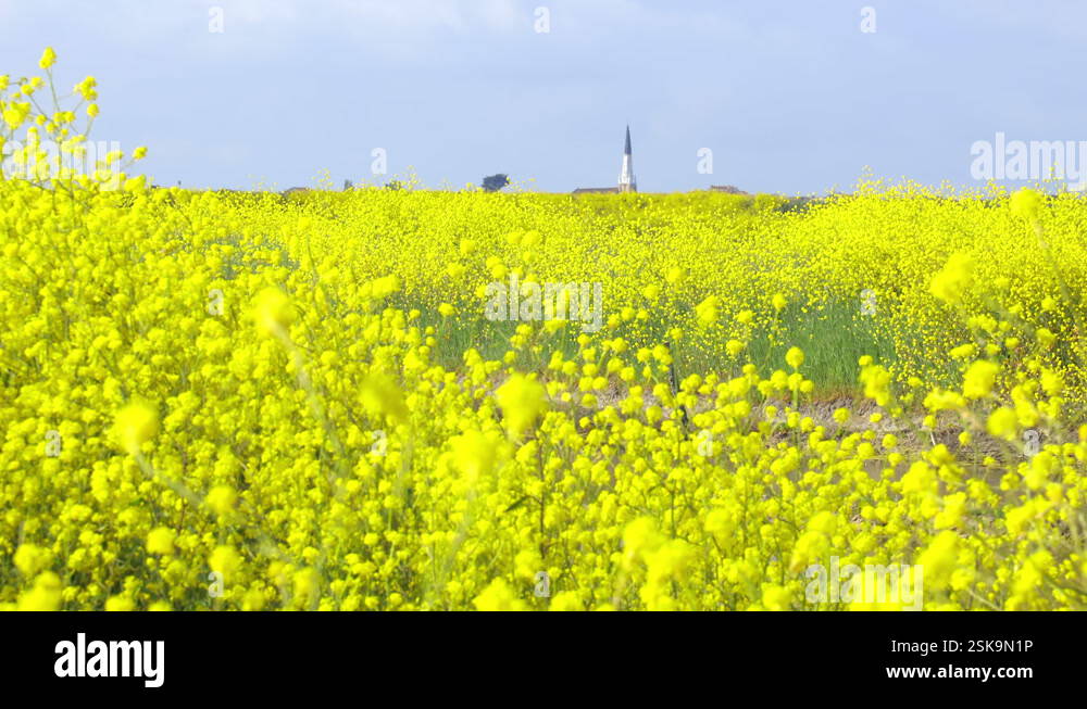 White mustard flower field in the salt marshes of the Ile de Ré Stock ...