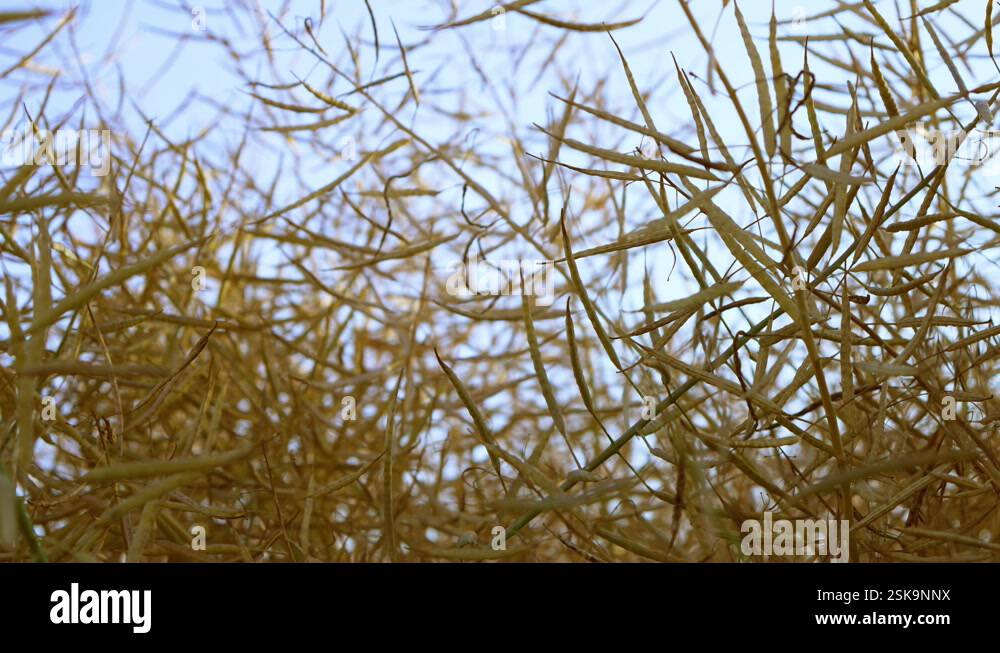 Ripe dry canola on blue sky background close up. Rapeseed field before ...