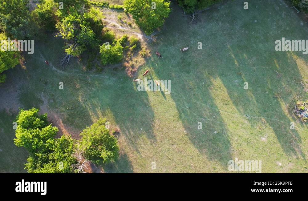 Texas longhorns eating while drone zooms out and rotates from above ...