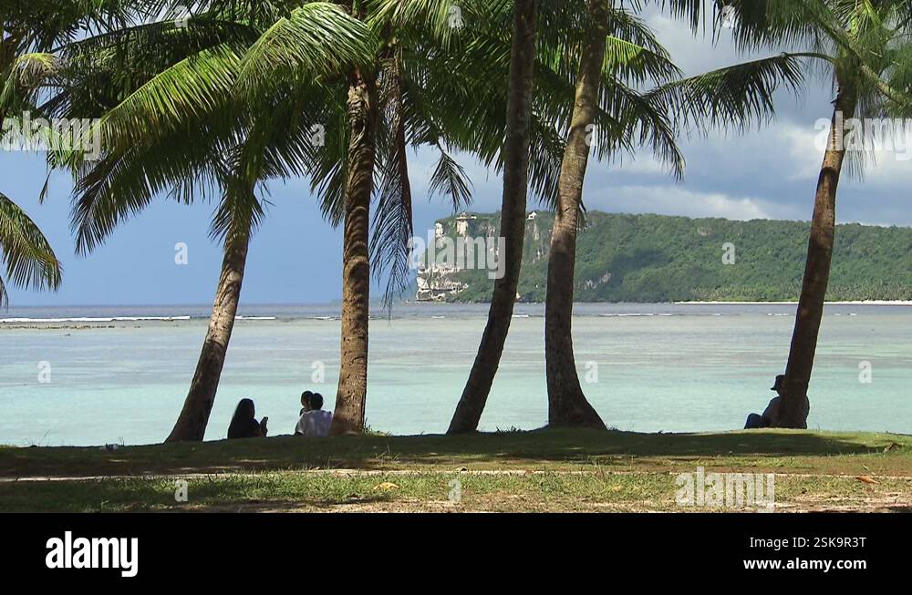 Palm tree guam Stock Videos & Footage - HD and 4K Video Clips - Alamy