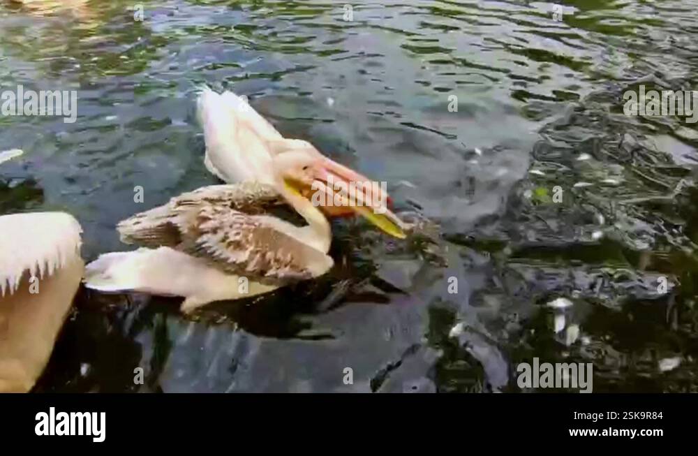 3 pelicans are poking around in the water with their big beaks for food ...