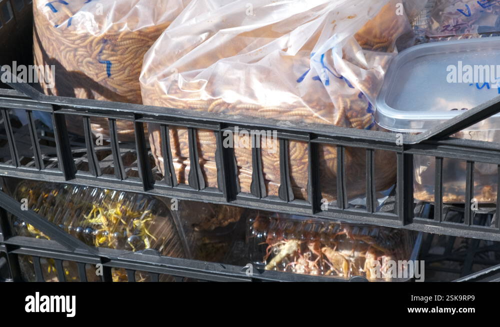 Insects in a container Stock Videos & Footage - HD and 4K Video Clips ...