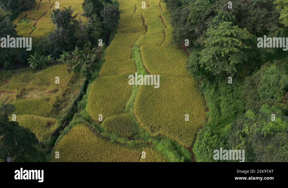 Rice Field Terraces In Cotigao Wildlife Sanctuary, South Goa, India ...