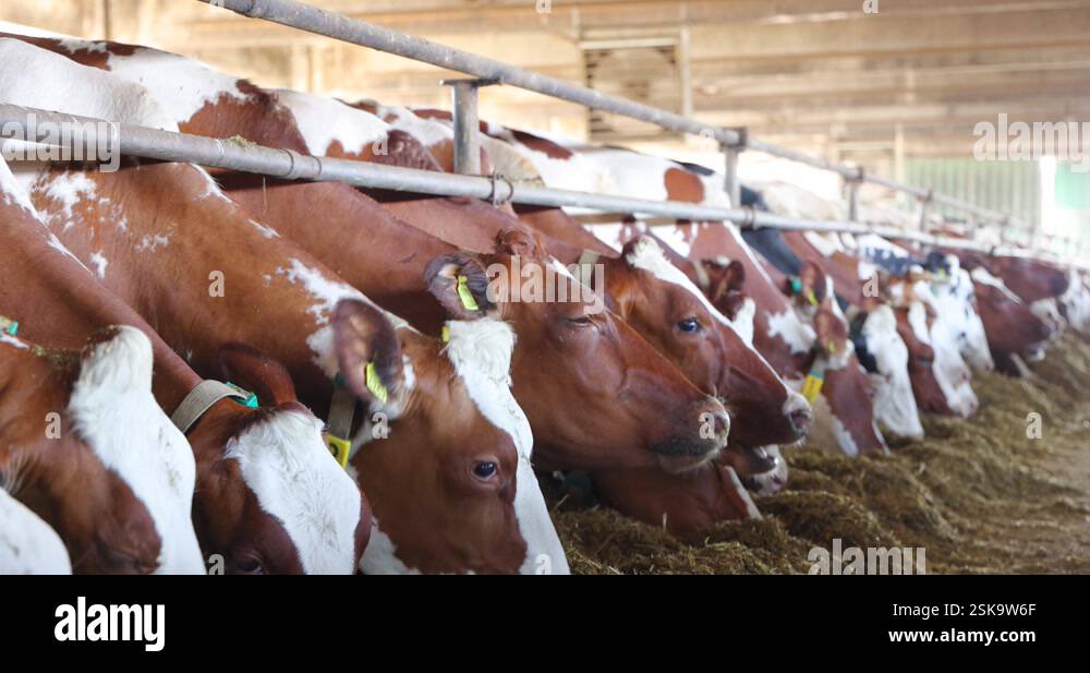 Farm in the simmental Stock Videos & Footage - HD and 4K Video Clips ...