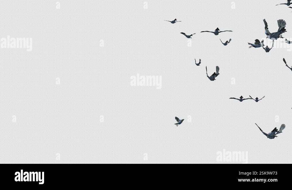 Crow, Bird, Bat, 3D Render, With Alpha Channel Stock Video Footage - Alamy