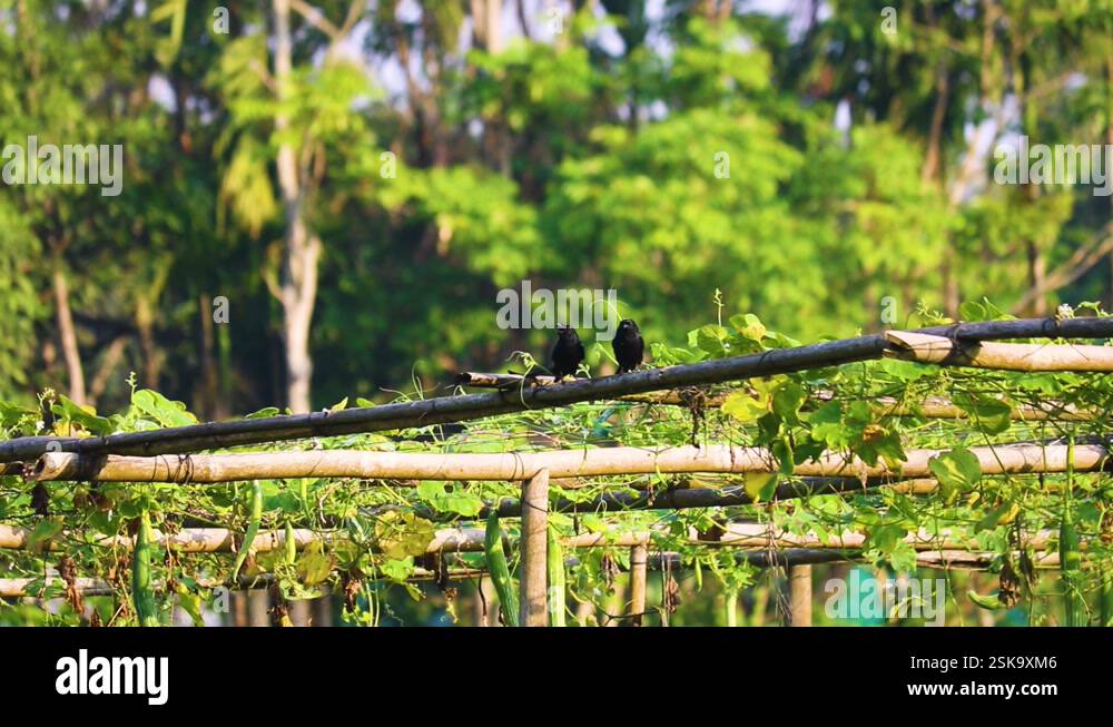 Bamboo life cycle Stock Videos & Footage - HD and 4K Video Clips - Alamy