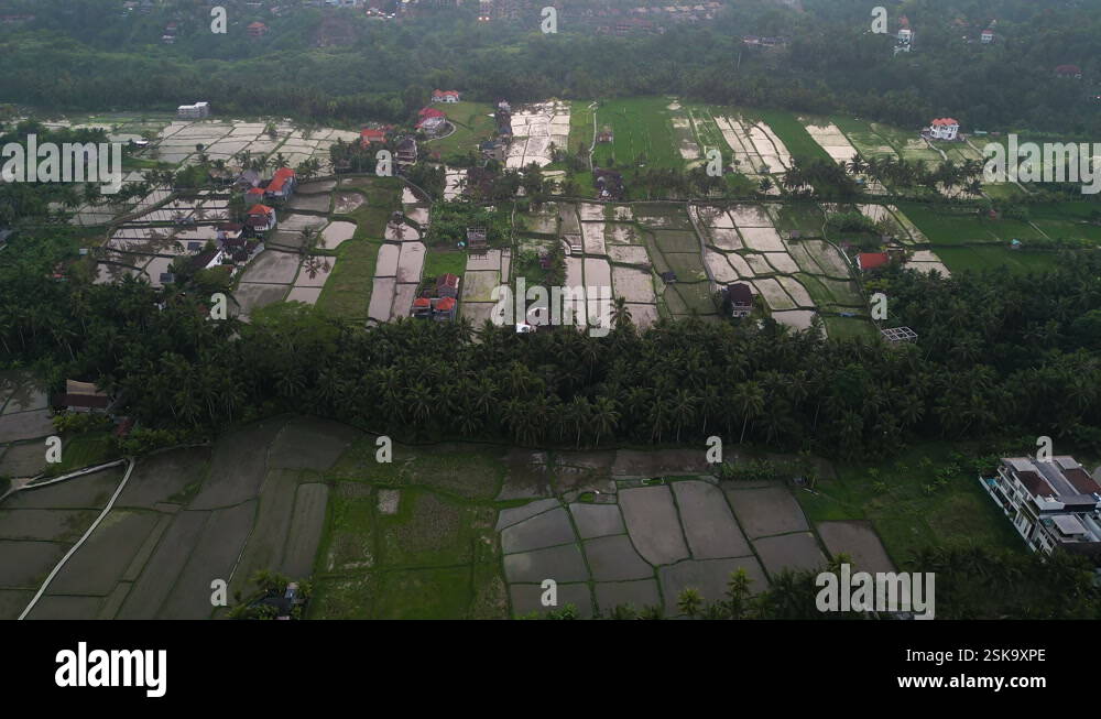 Flooded rice terraces with humble houses around it in Ubud under ...