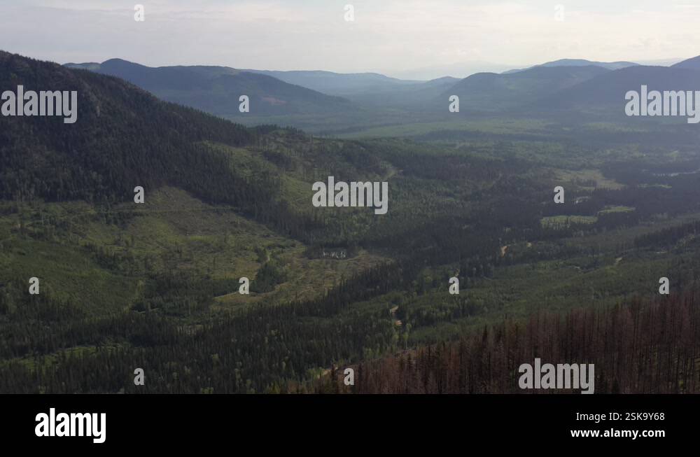 Wildfire Aftermath and Forest Regrowth in British Columbia Stock Video ...