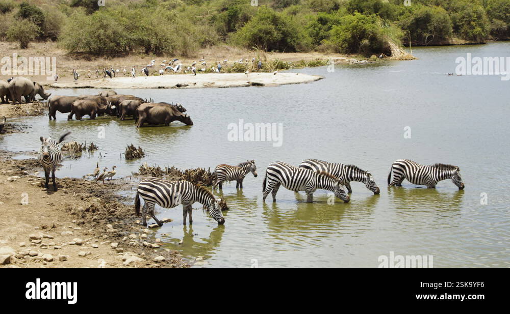 Zebra And African Buffalo At Waterhole In Nairobi National Park Stock ...