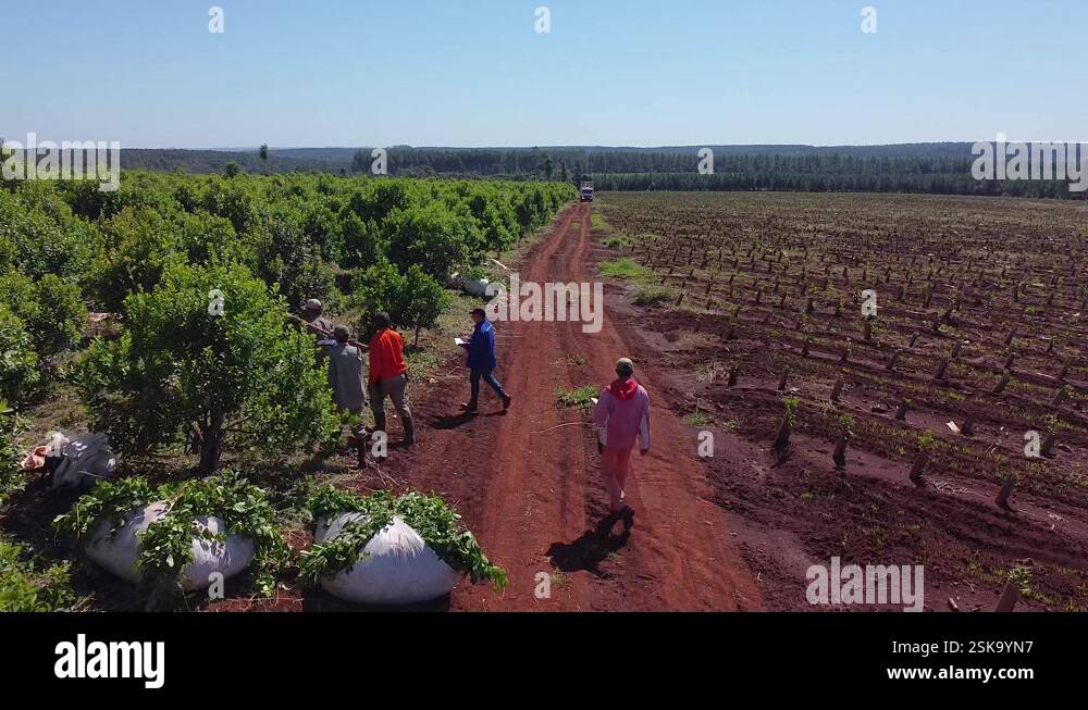 Cinematic aerial footage of yerba mate collecting workers in Misiones ...