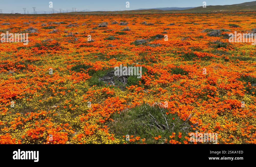 Antelope Valley California Poppy Reserve Super Bloom 2023 Dolly R Slow ...
