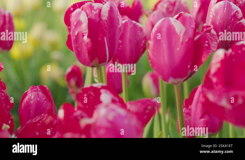 Tulip field detail tulips Stock Videos & Footage - HD and 4K Video ...