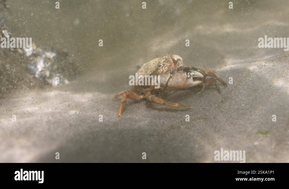 North Sea Crab hunting on smaller competitors Stock Video Footage - Alamy