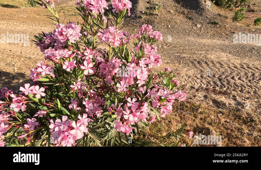 Oleander shrub pink rose Stock Videos & Footage - HD and 4K Video Clips ...