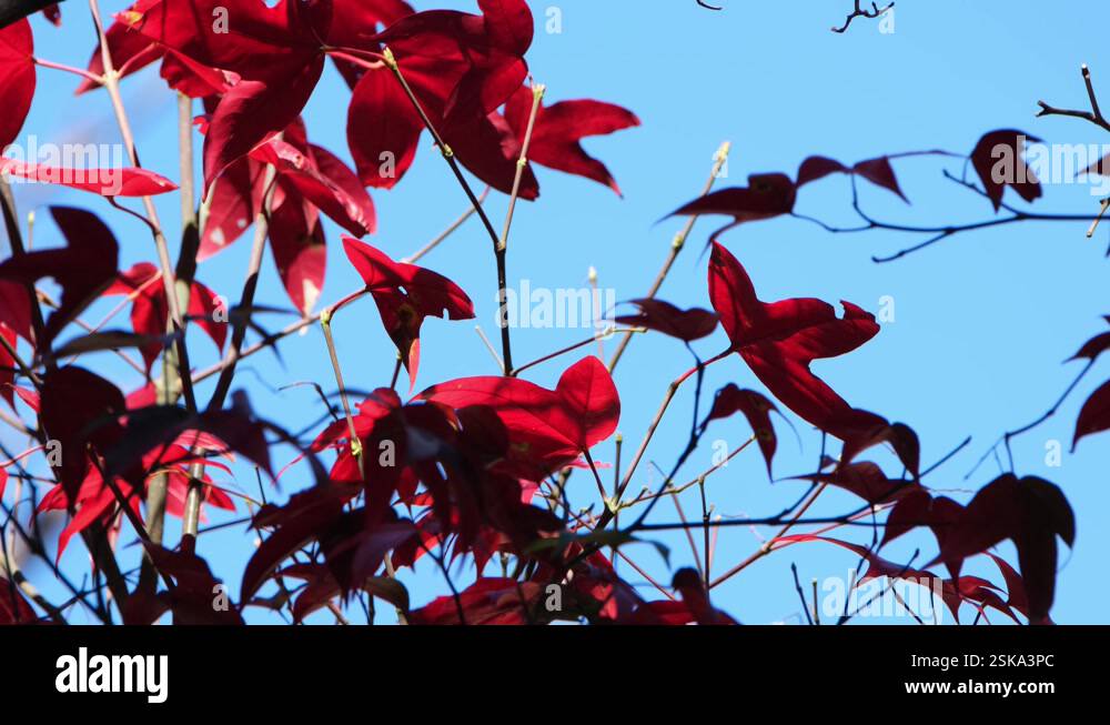 Rustling red leaves against a blue sky background, Red Maple, Acer ...
