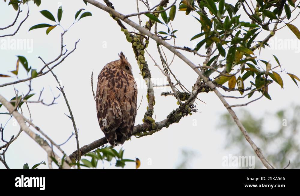 Back side of the bird, with its head facing to the right, Buffy Fish ...