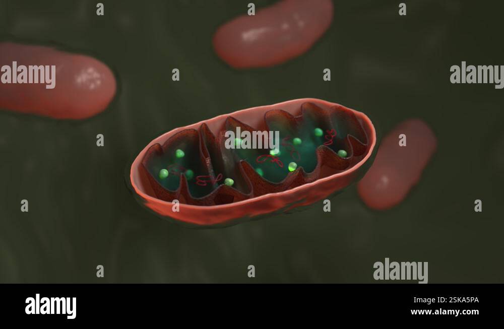 3D render, Cells Mitochondrion typical components cut-out, Mitochondria ...