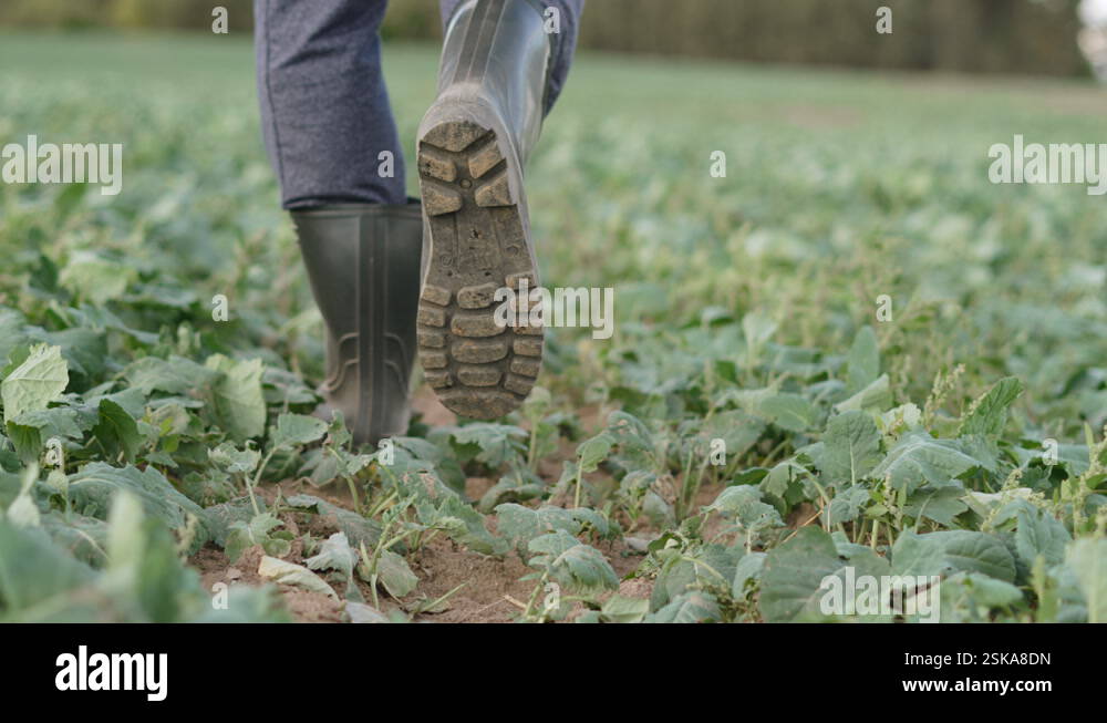 Feet of farmer in rubber boots go to field with young plant sprouts ...