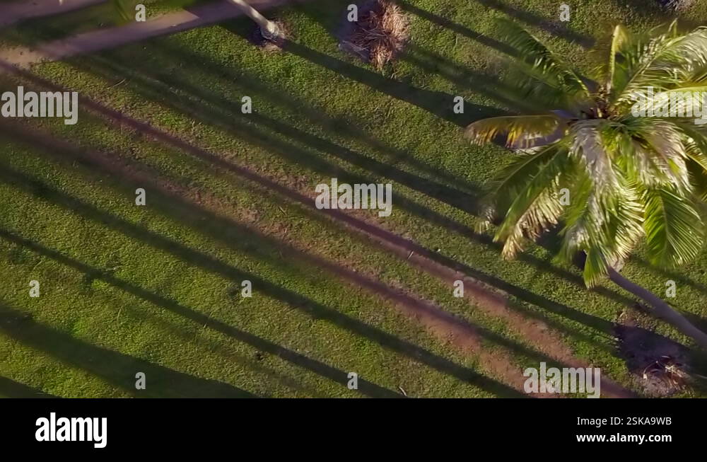 Bird's eye vertical view flying above coconut palm trees on Isle of ...