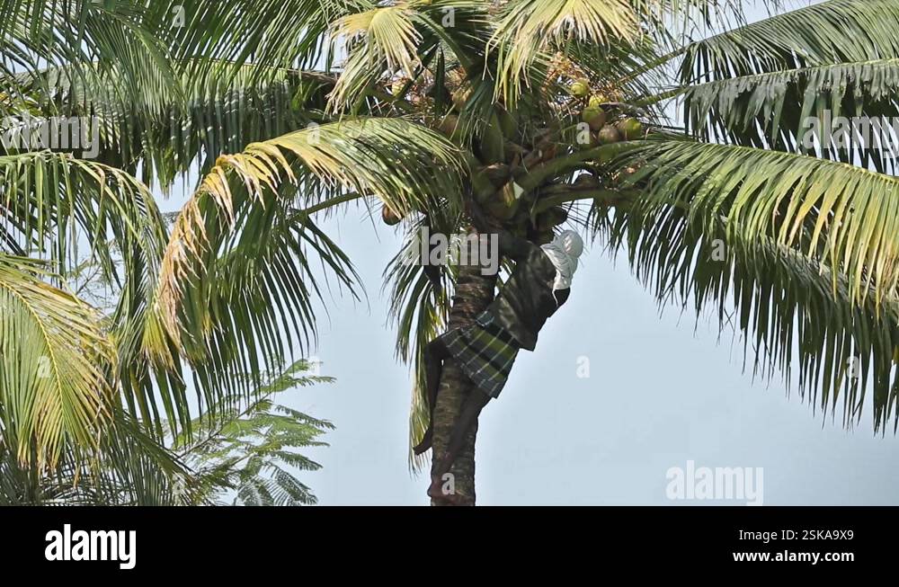 Fetch tree Stock Videos & Footage - HD and 4K Video Clips - Alamy