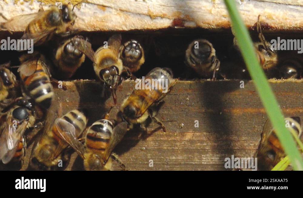 A beehive with honey. Bees swarm on cells. Insects working together in ...