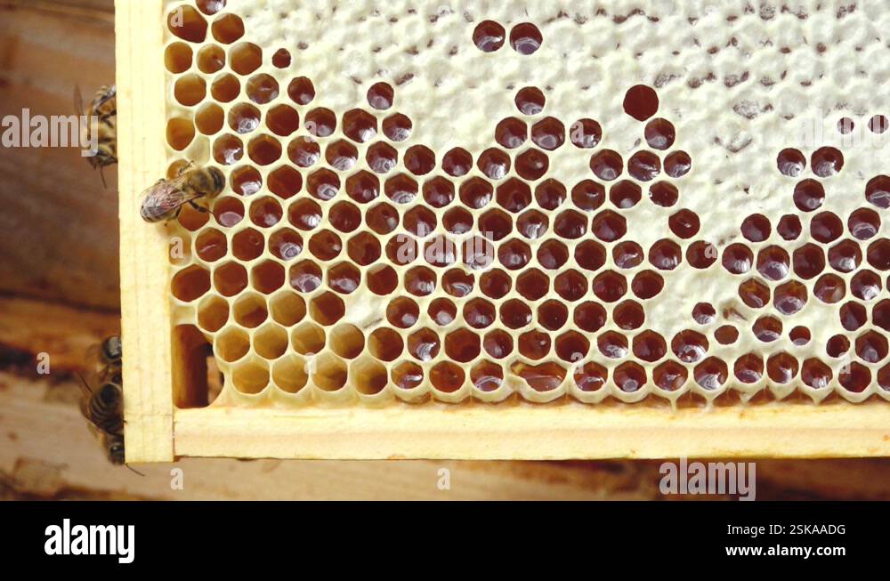A beehive with honey. Bees swarm on cells. Insects working together in ...