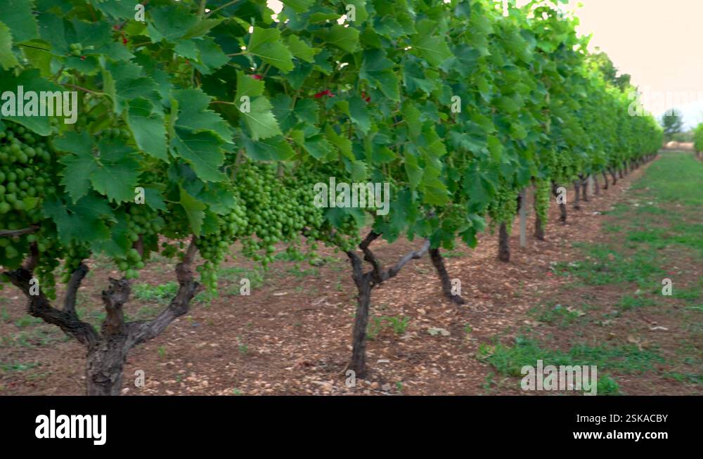 Vineyard Panning shot, Grapes Harvest time, 4K Footage Stock Video ...