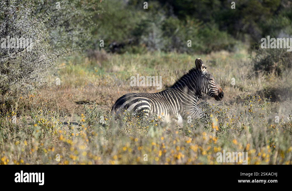 Cape Mountain Zebra (Equus zebra) rolling in the sand, standing up and ...