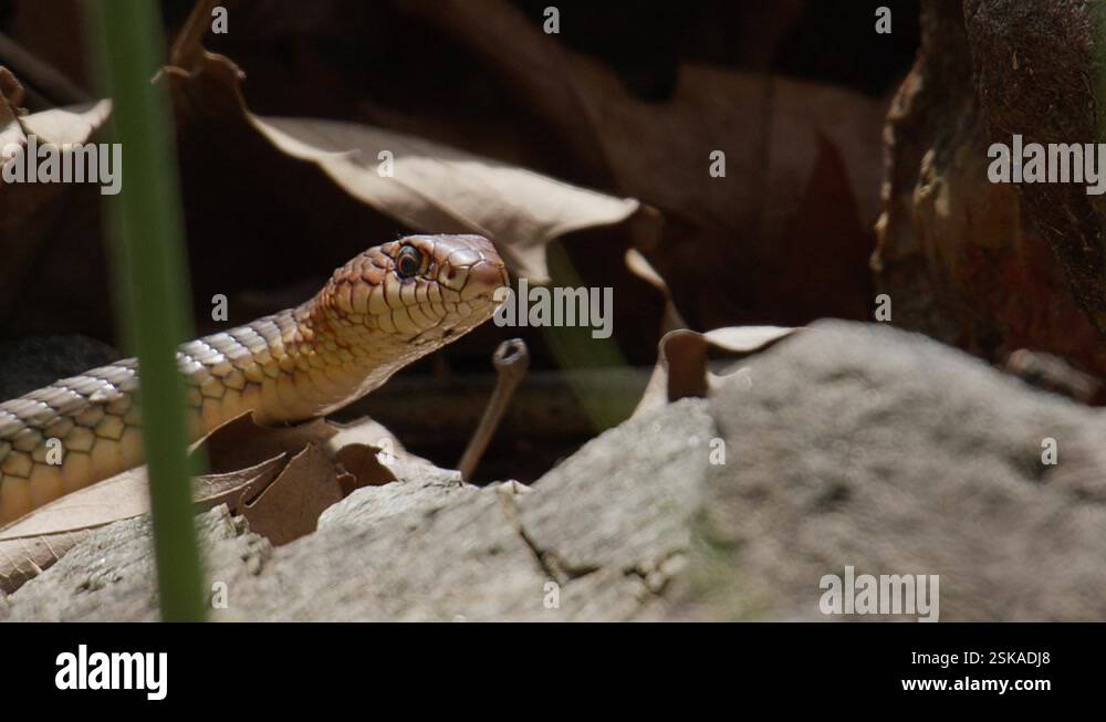 A Caspian Whipsnake (Dolichophis Caspius) lies motionless in the sun ...