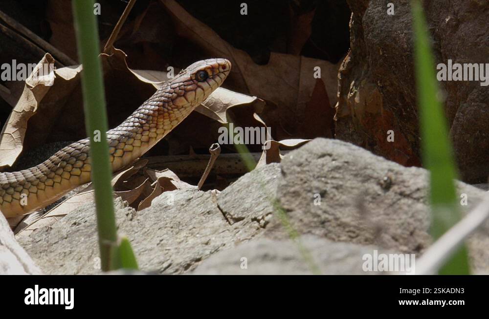 Caspian whipsnake (Dolichophis caspius) the largest snake in Europe ...