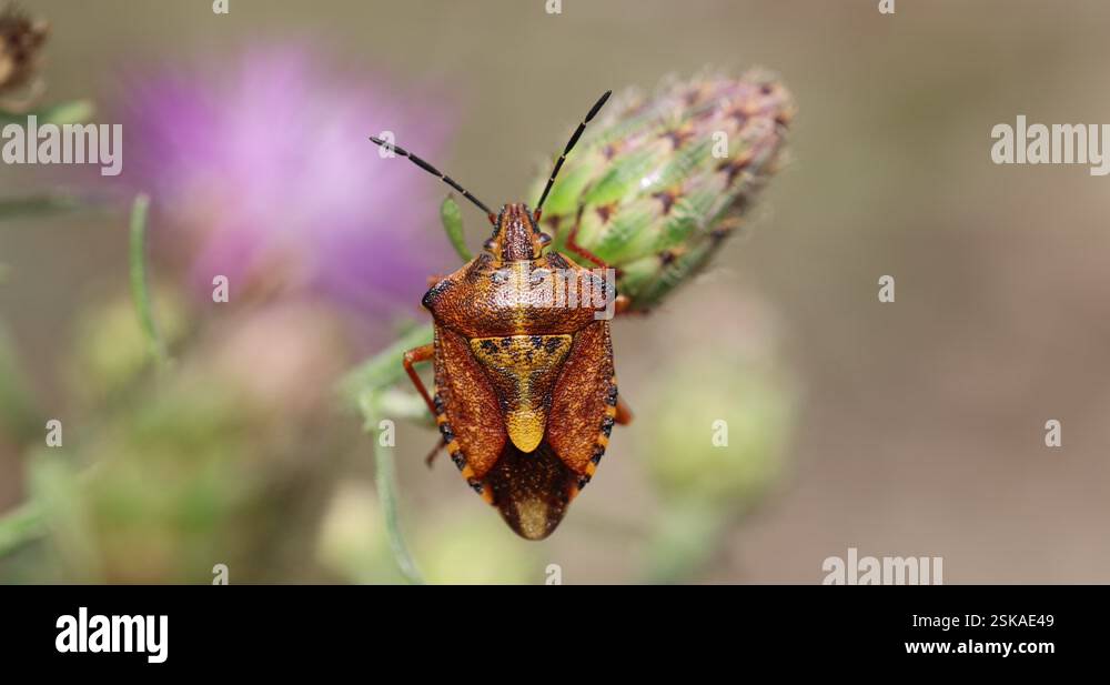 Bug resting on flower Stock Videos & Footage - HD and 4K Video Clips ...