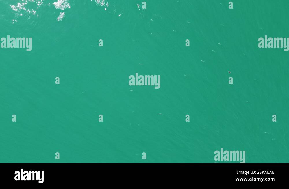 Top down aerial view of kahawai fish feeding on baitfish in the ...