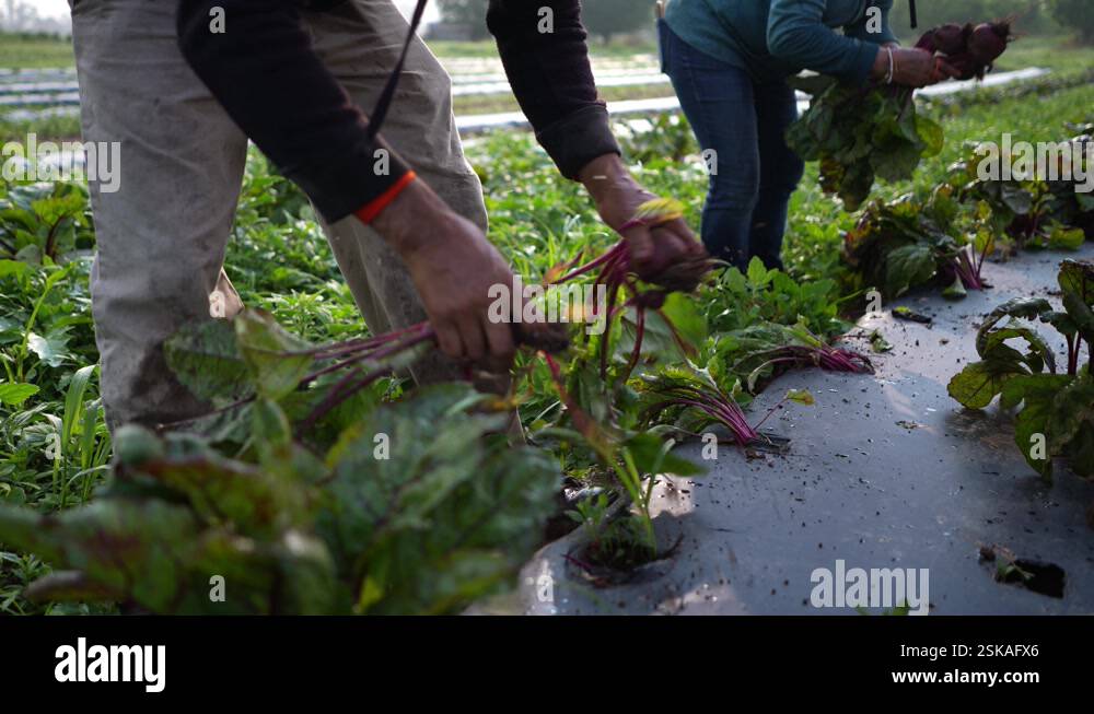 Farmers bent over picking fresh beets out of plastic mulch in a field ...