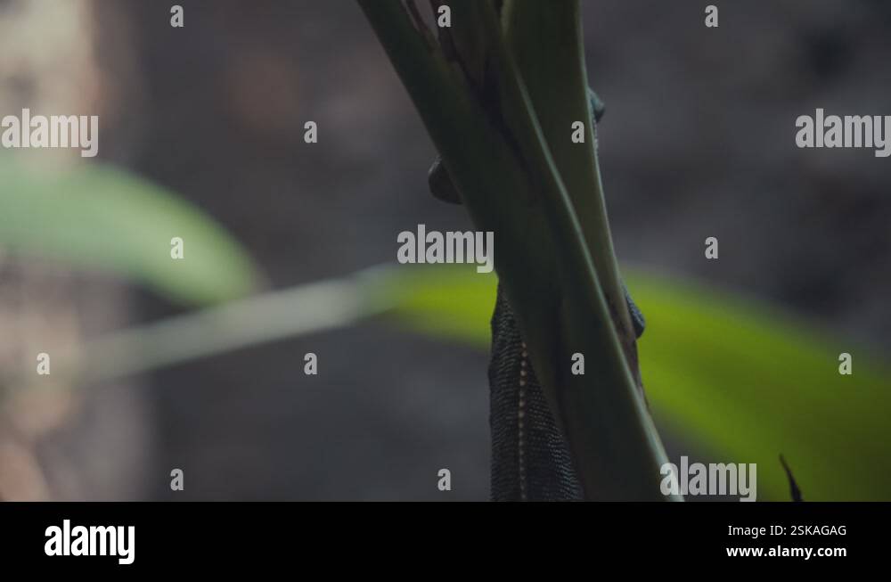 Veiled Chameleon Climbing Behind Plant Stem. Chamaeleo Calyptratus ...