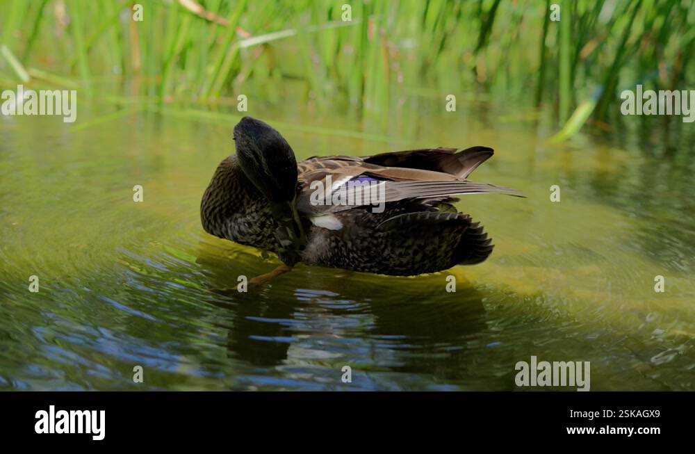 Wild Mallard Duck cleaning his feathers and drinking water from the ...