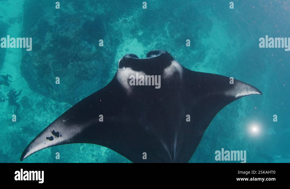 Mobula birostris. Giant Oceanic Manta Ray slowly swims underwater over ...