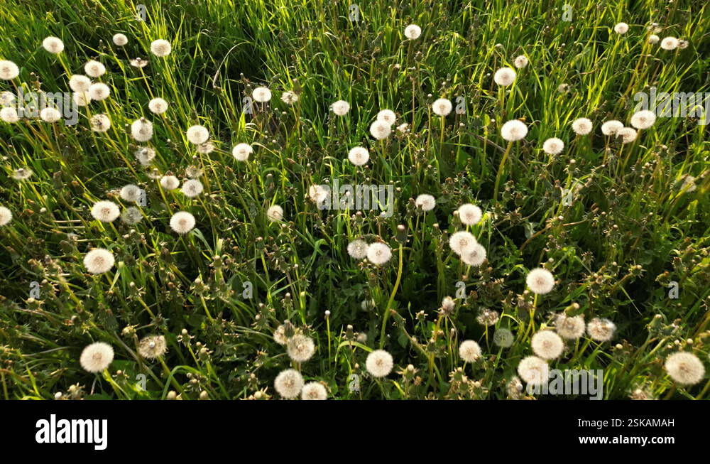 Healthy White Dandelion Seed Puffs In Field, dolly shot Stock Video ...