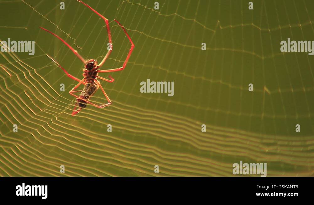 Spider uses its legs to attach silk thread to its web Stock Video ...