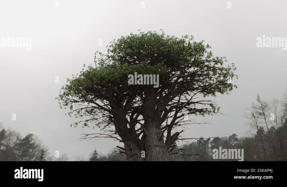 Zoom in on a tall, strong tree in the middle of the forest. Depicting ...