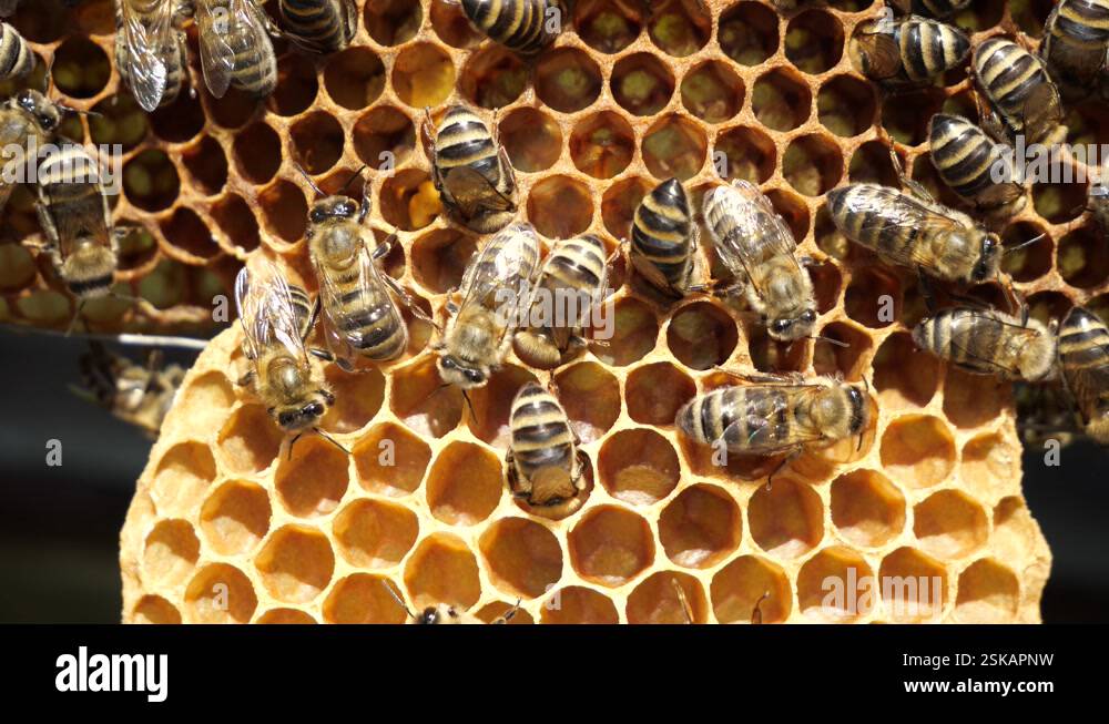 Bees build up with honeycombs all the free space in the hive Stock ...