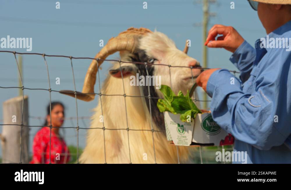 Funny goat with goatee shows it tongue while eating fresh vegetables ...