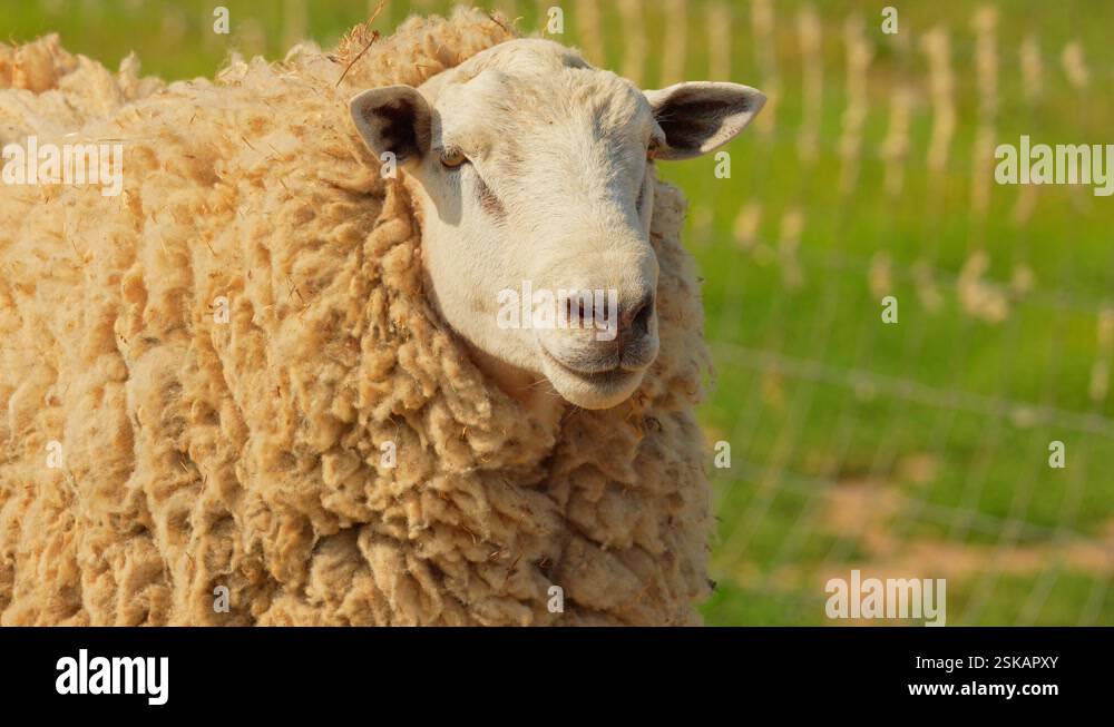 Cute sheep at village farm field countryside. Close-up face of curios ...