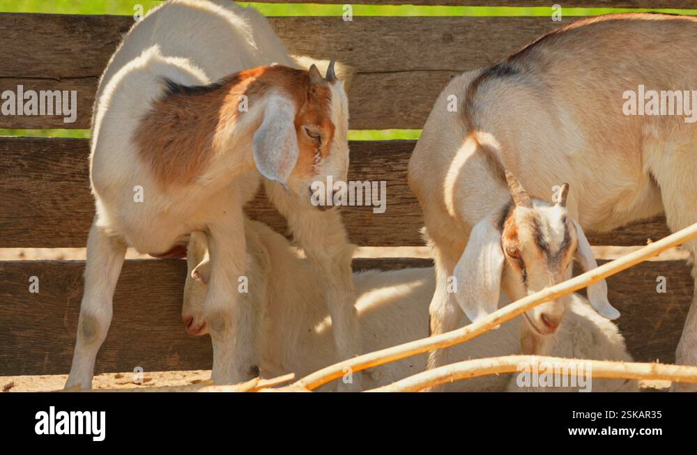 Group of young goats hiding under shadow and breath heavy from extreme ...