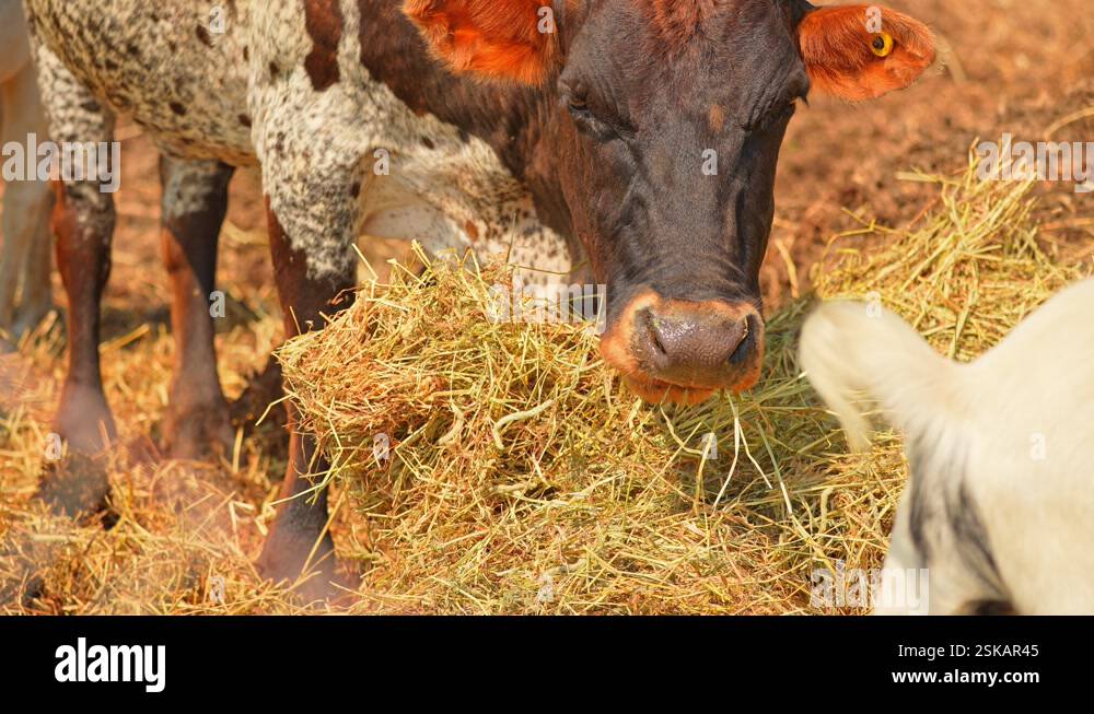 Slow motion of cow head. Cattle cow grazing on hay at summer in Canada ...
