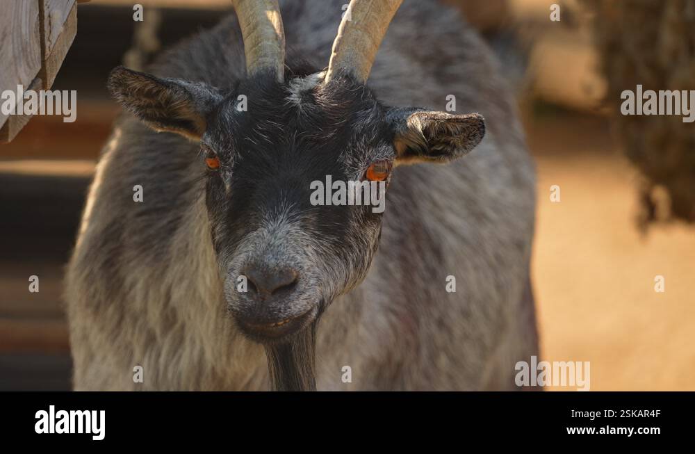 Funny and weird smiling goat with goatee staring looking at the camera ...