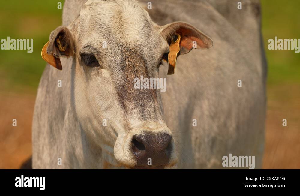 Cow Zebu domestic cattle at the farm during hot summer. Feeding animals ...
