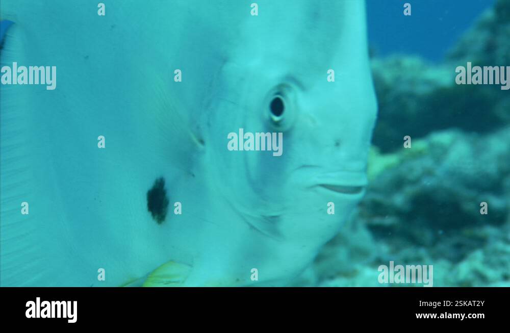 Teira batfish swimming underwater Stock Video Footage - Alamy